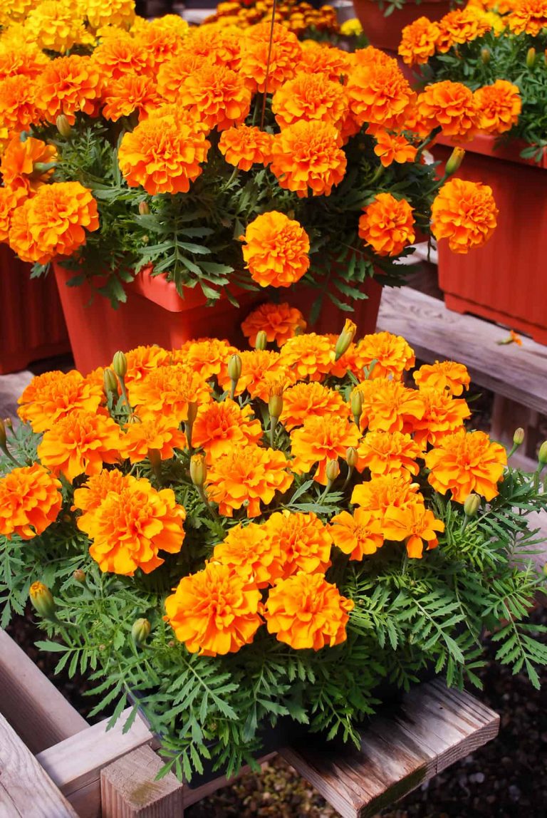 25 Summer Plants For a Blooming Garden - Plantglossary