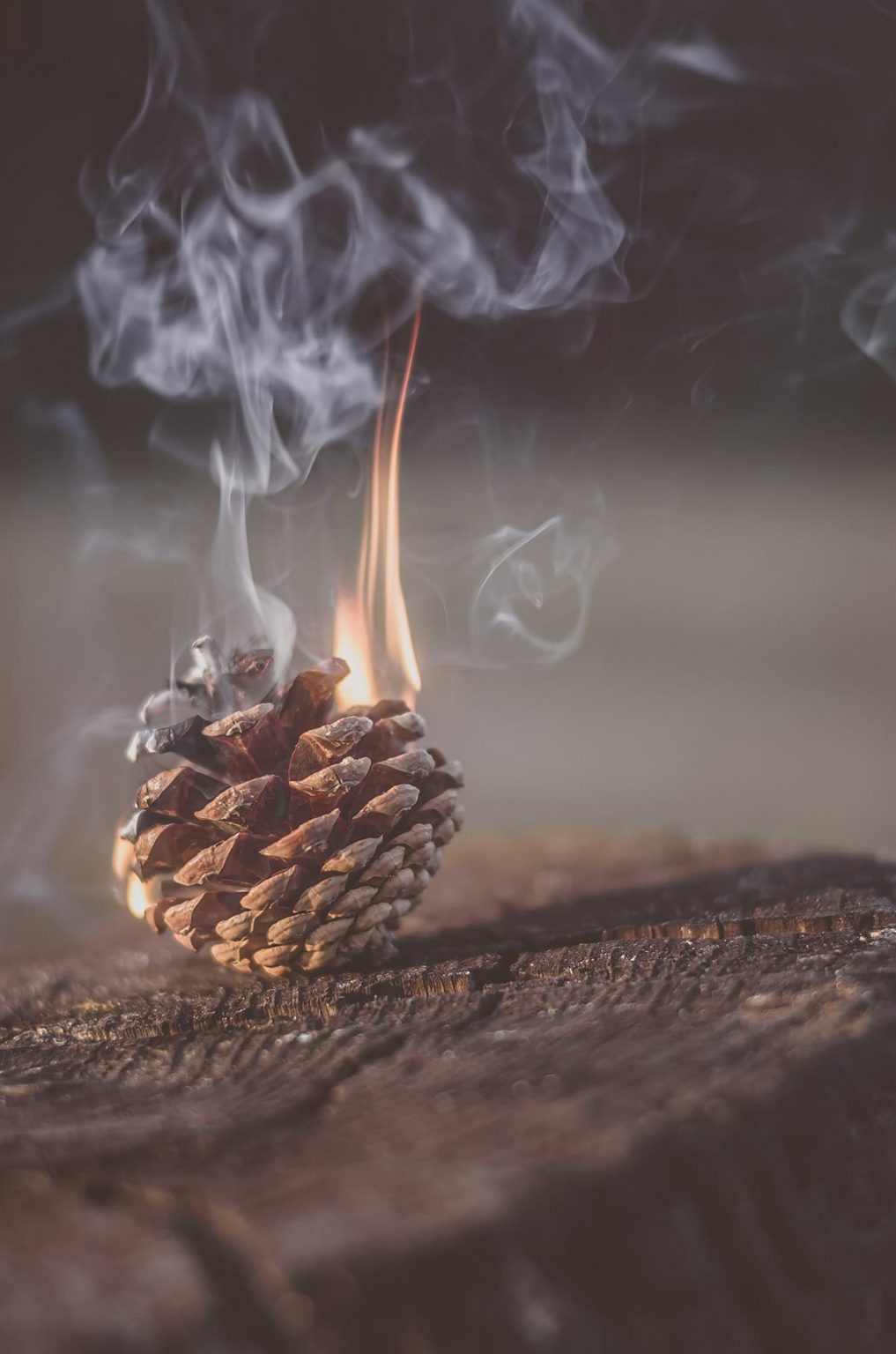 14 Unique Ways to Use Pine Cone - Plantglossary