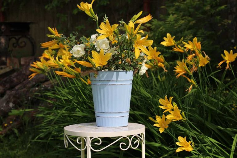 20 Fragrant Indoor Plants That Smell Good - Plantglossary