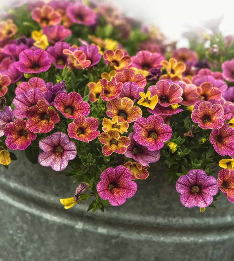 20 Summer Plants For a Blooming Garden - Plantglossary