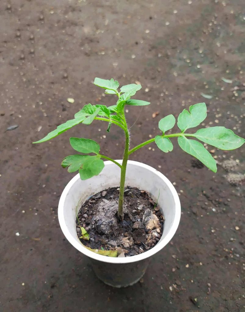 Can You Grow Tomatoes From a Tomato Slice? - Plantglossary