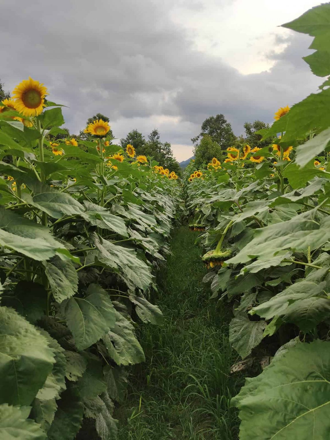 How to Grow Giant Sunflowers - Plantglossary