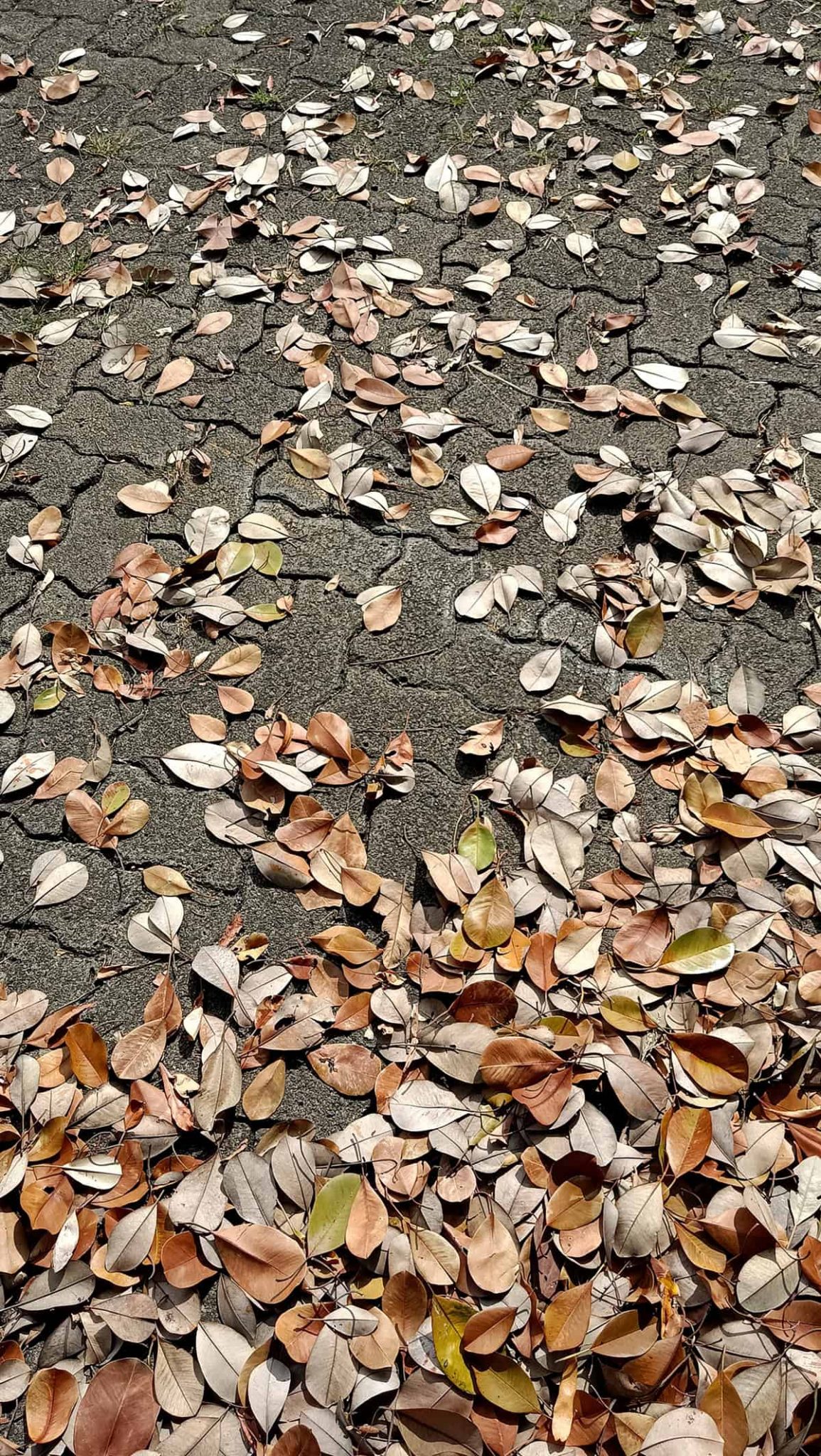 15 Effective Ways to Create a Butterfly Garden - Plantglossary