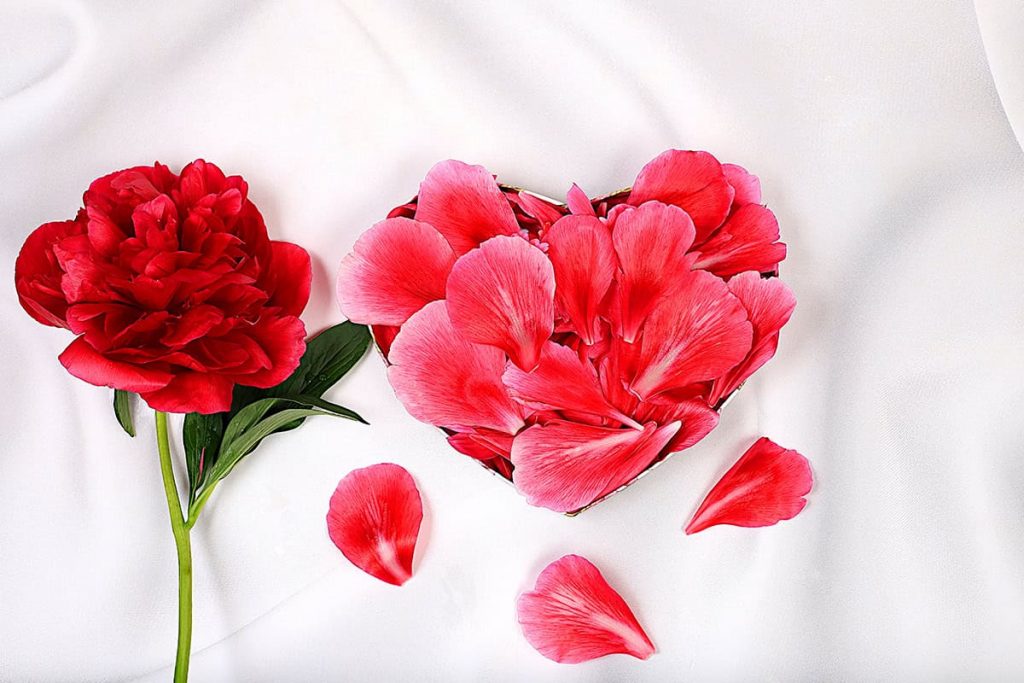 14 Amazing Rose Petal Uses - Plantglossary