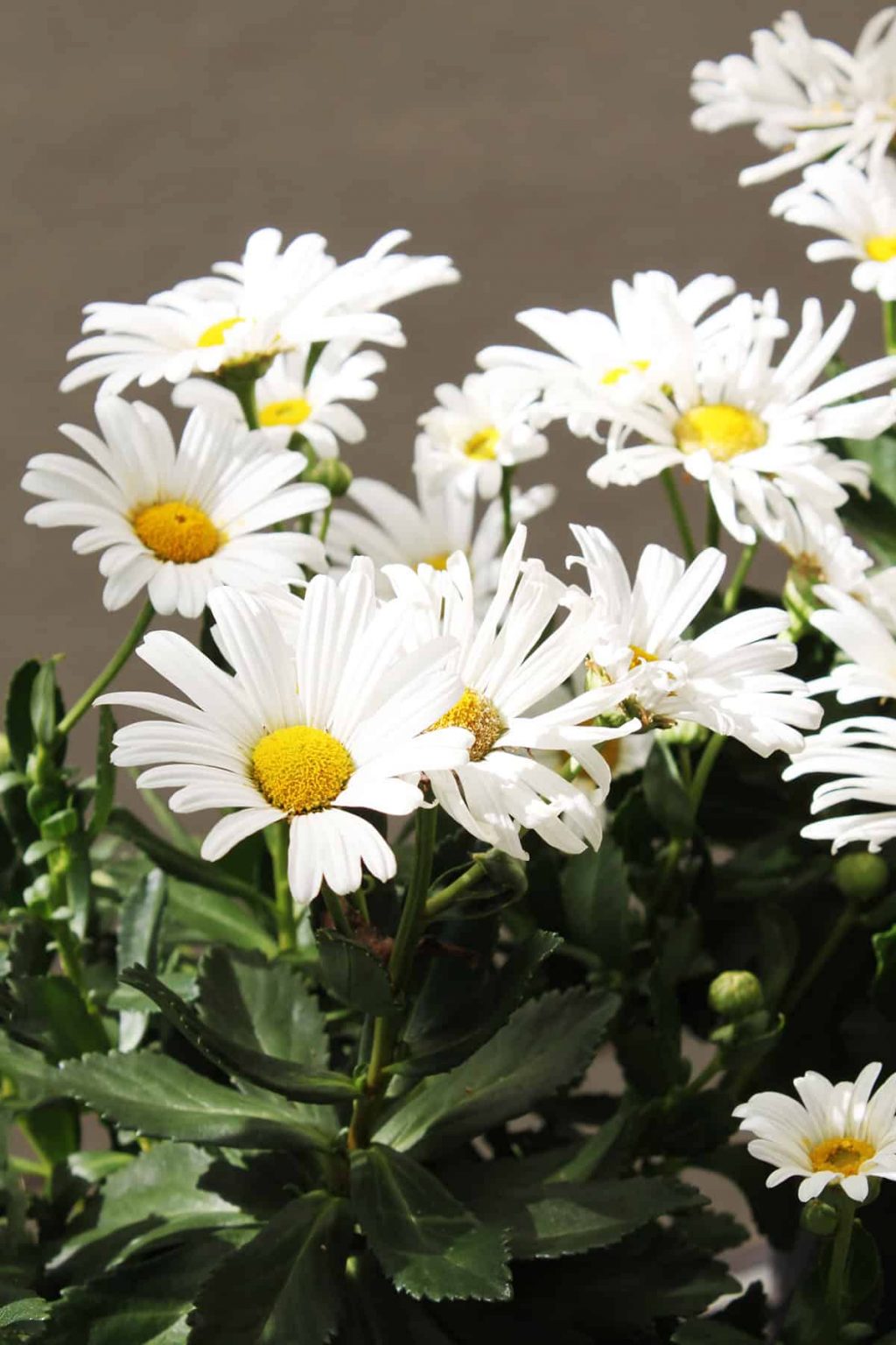 20 Perennials That Thrive in Pots for Limited Garden Spaces - Plantglossary
