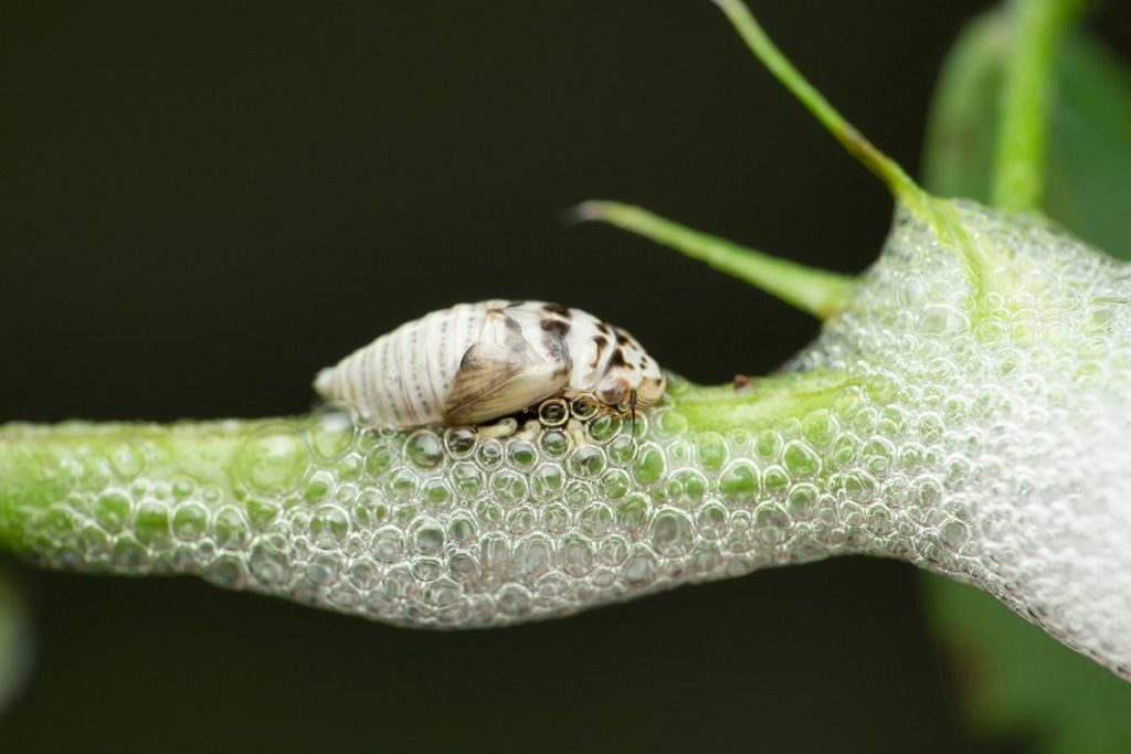 Spittlebugs and Their Cuckoo Spit – Do They Cause Harm? - Plantglossary