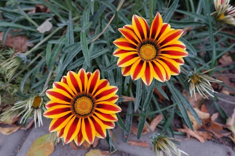 20 Summer Plants For a Blooming Garden - Plantglossary