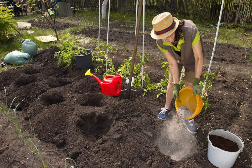 13 Things To Put In Your Tomato Planting Hole for Optimal Growth ...