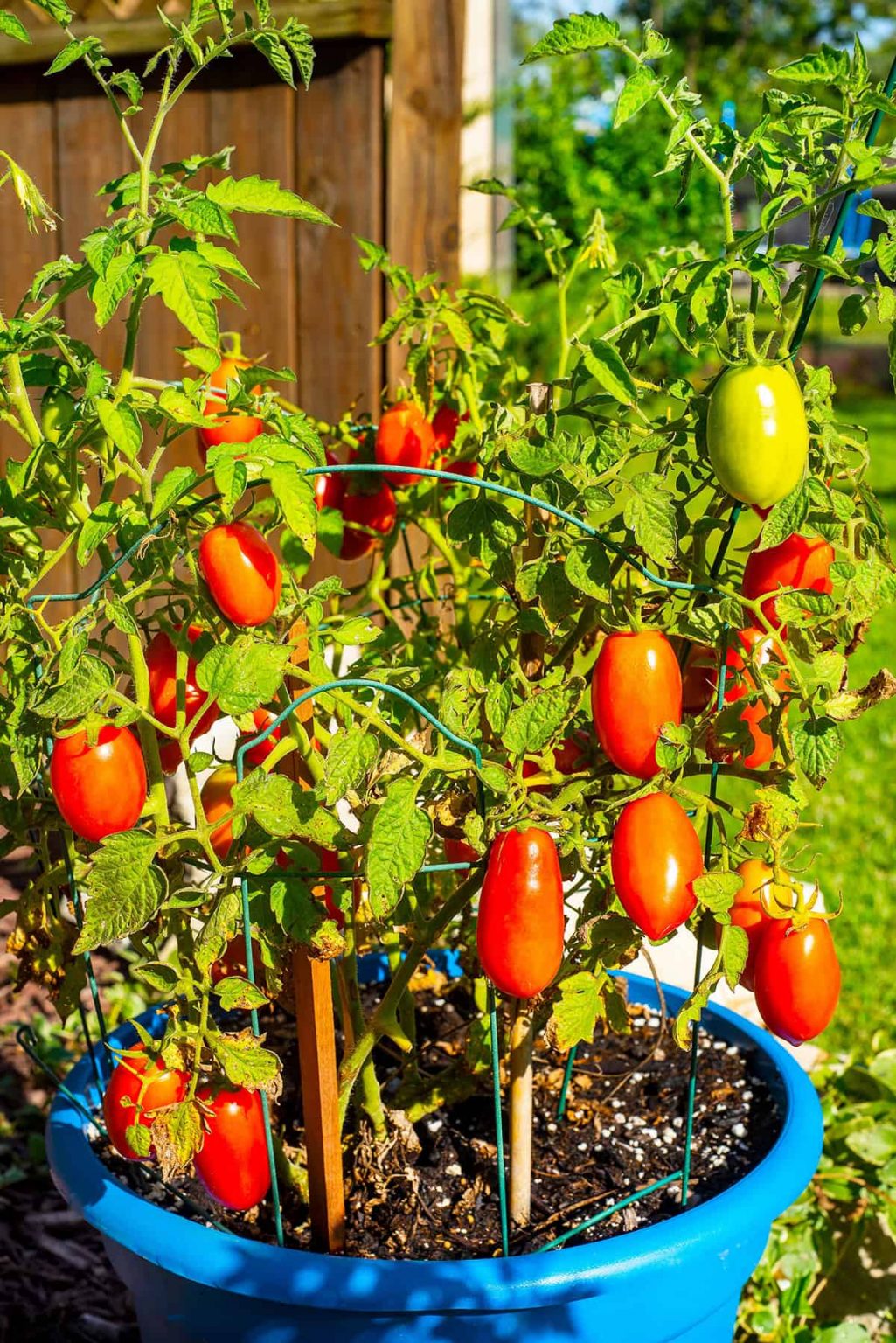 Can You Grow Tomatoes From a Tomato Slice? - Plantglossary