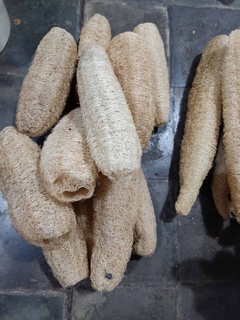 How To Grow Loofah Sponges - Plantglossary