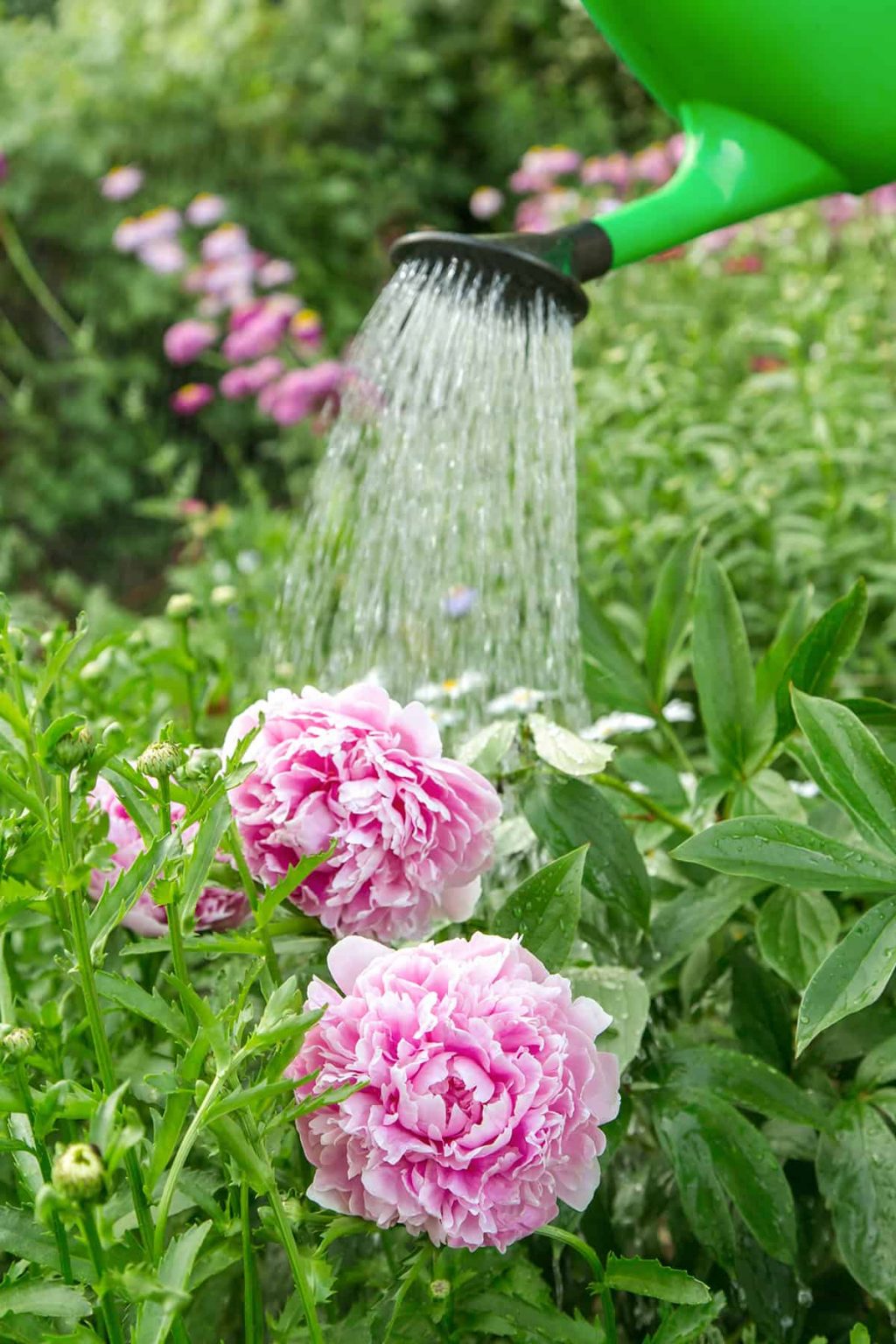 How to Care For Peony After Its Blooms Start to Fade - Plantglossary