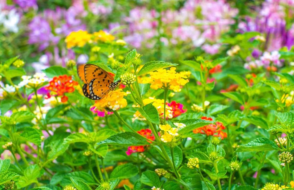 15 Effective Ways to Create a Butterfly Garden - Plantglossary