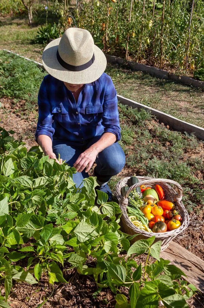 20 Plants that Intercrop with Tomatoes - Plantglossary
