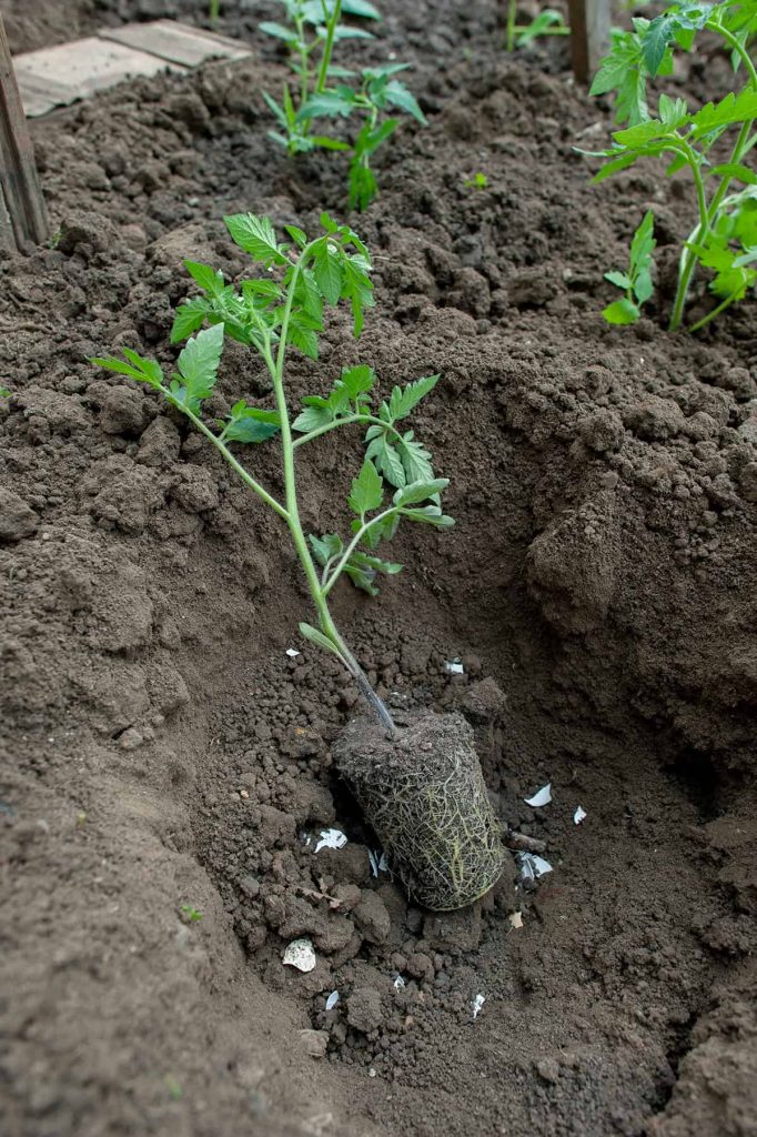 13 Things To Put In Your Tomato Planting Hole for Optimal Growth ...