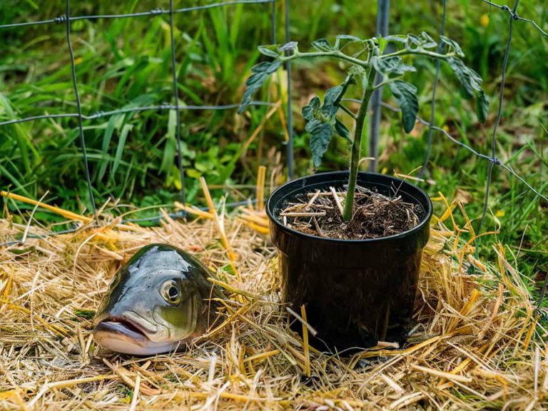 Why You Should Bury a Fish Head Under Your Tomatoes? - Plantglossary