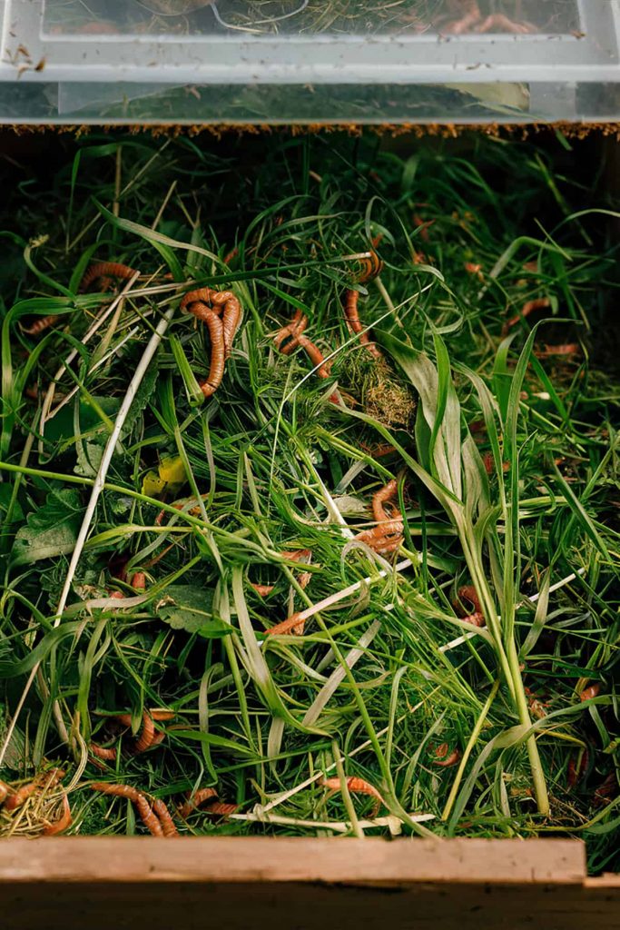 15 Excellent Ways to Use Grass Clippings - Plantglossary