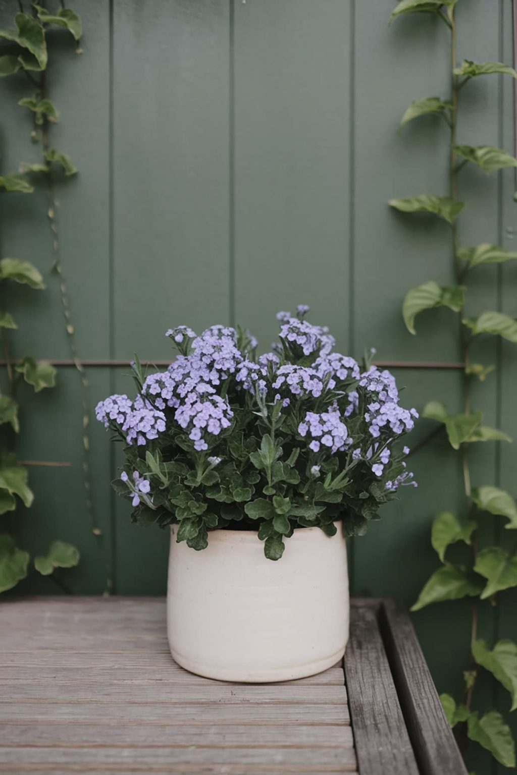 Cut and Come Again Flowers – Your Guide to Endless Blooms - Plantglossary