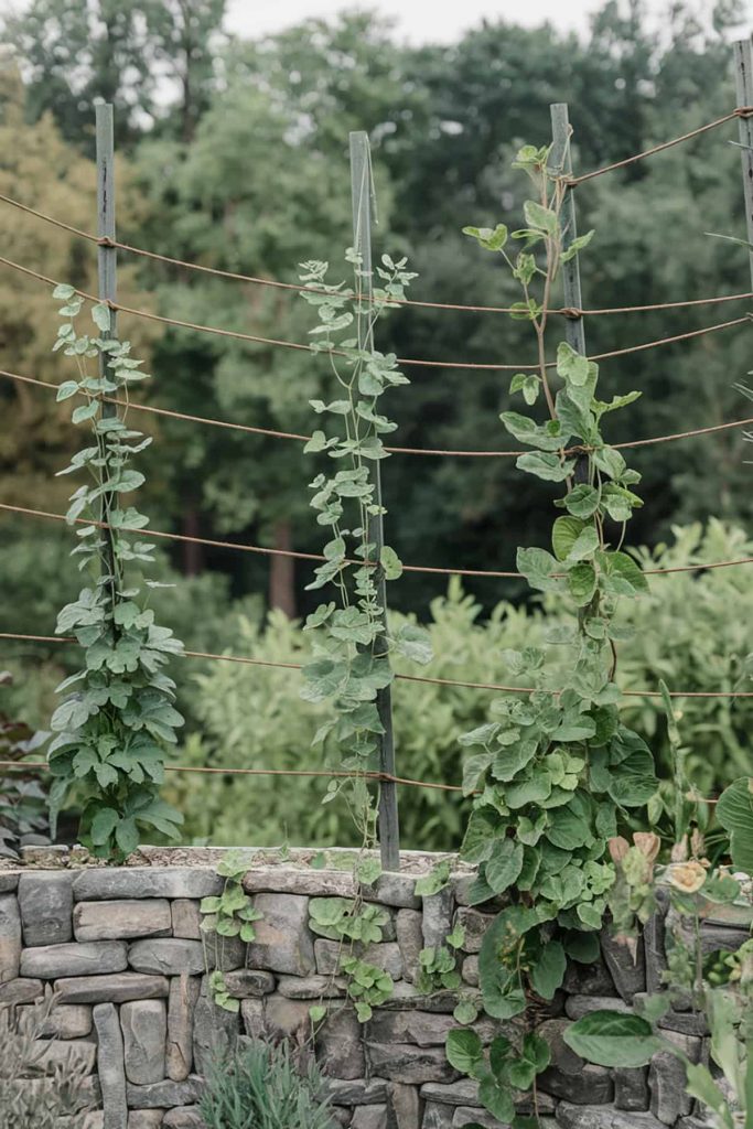 25 Eye-Catching Garden Wall Ideas for Every Style - Plantglossary