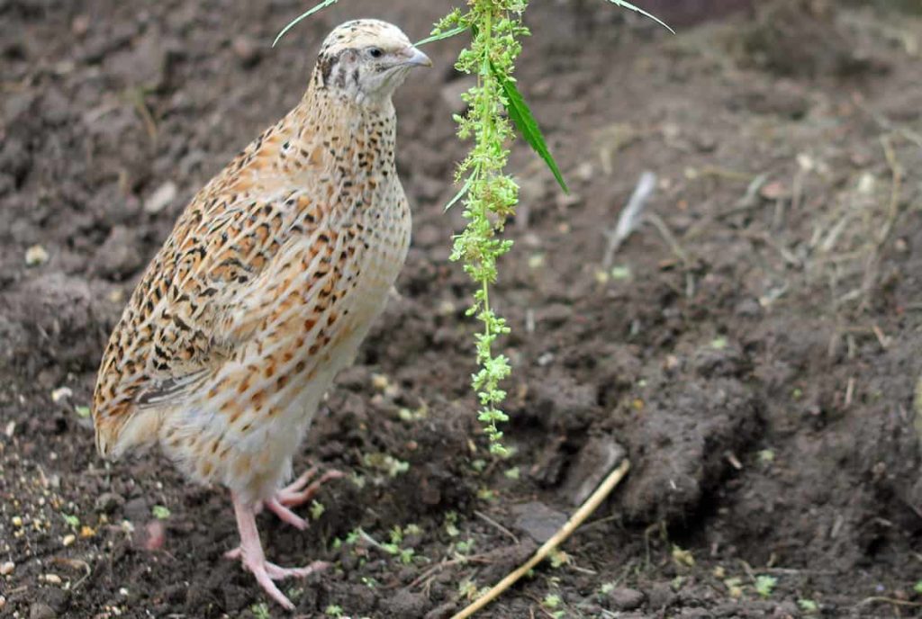 26 Best Plants to Grow in a Quail Coop - Plantglossary