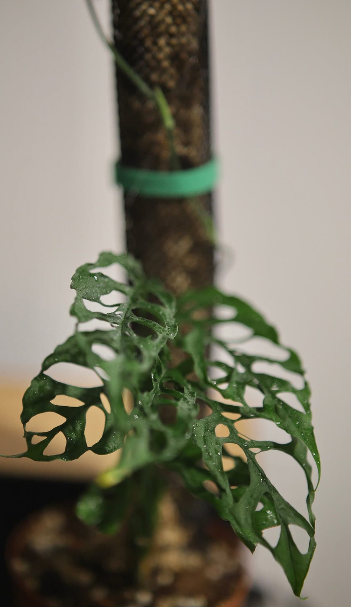 10 Great Tips For Training Monstera to Climb - Plantglossary