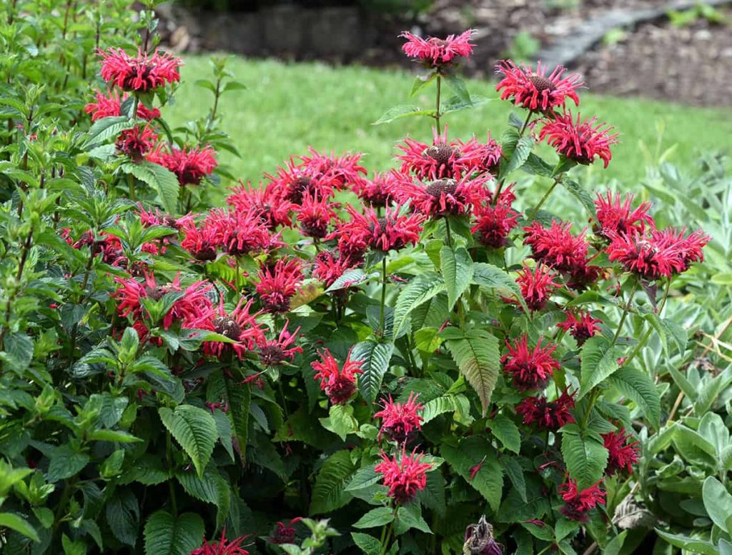 26 Best Plants to Grow in a Quail Coop - Plantglossary