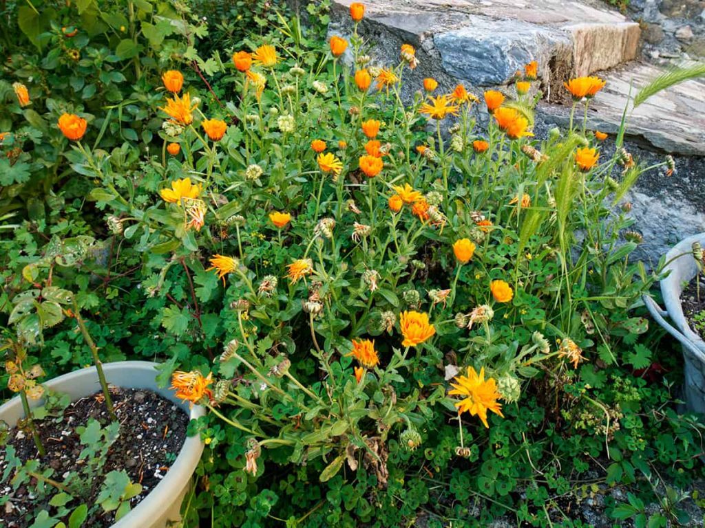 25 Beautiful Flowers to Plant In September - Plantglossary