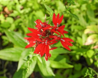 22 Best Plants for Around a Garden Pond - Plantglossary