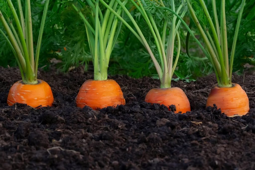 20 Vegetables That Grow Well In The Shade - Plantglossary