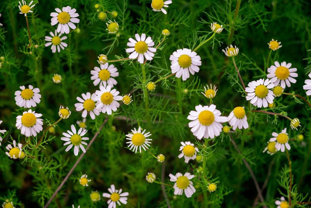 26 Best Plants to Grow in a Quail Coop - Plantglossary