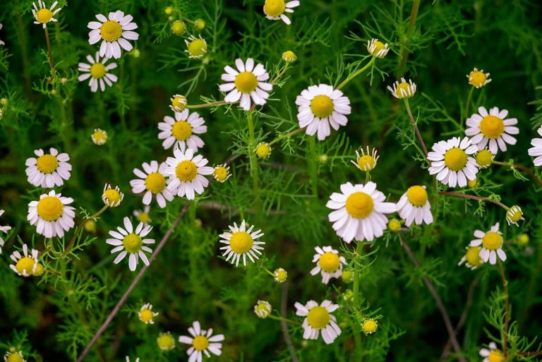 26 Best Plants to Grow in a Quail Coop - Plantglossary