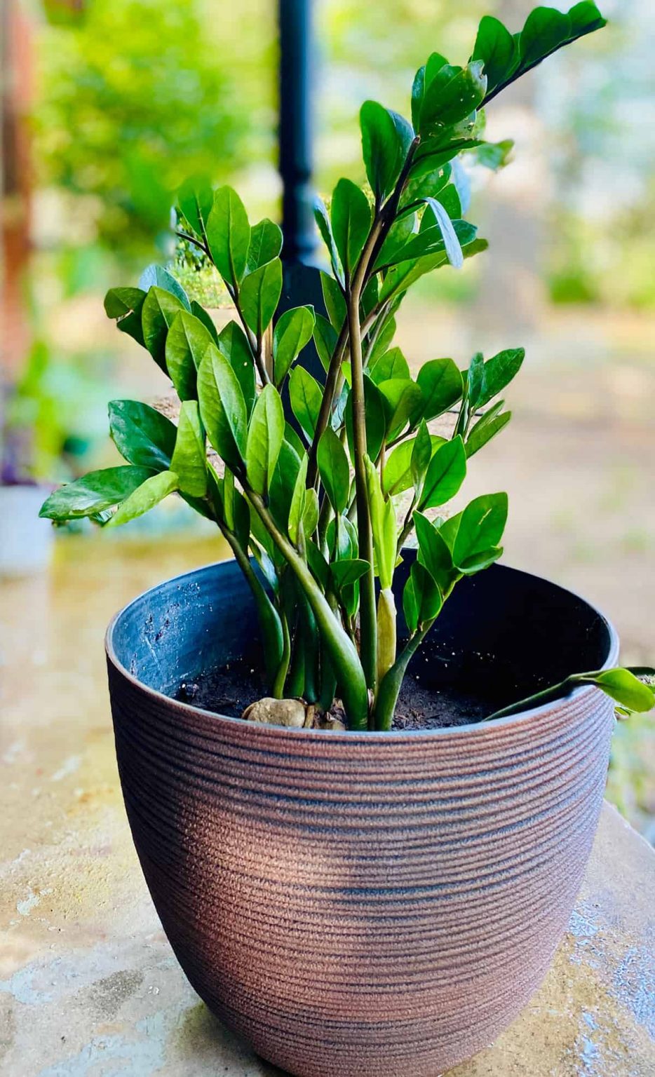 ZZ Plant Care Guide – Essential Tips for Thriving Beauty - Plantglossary
