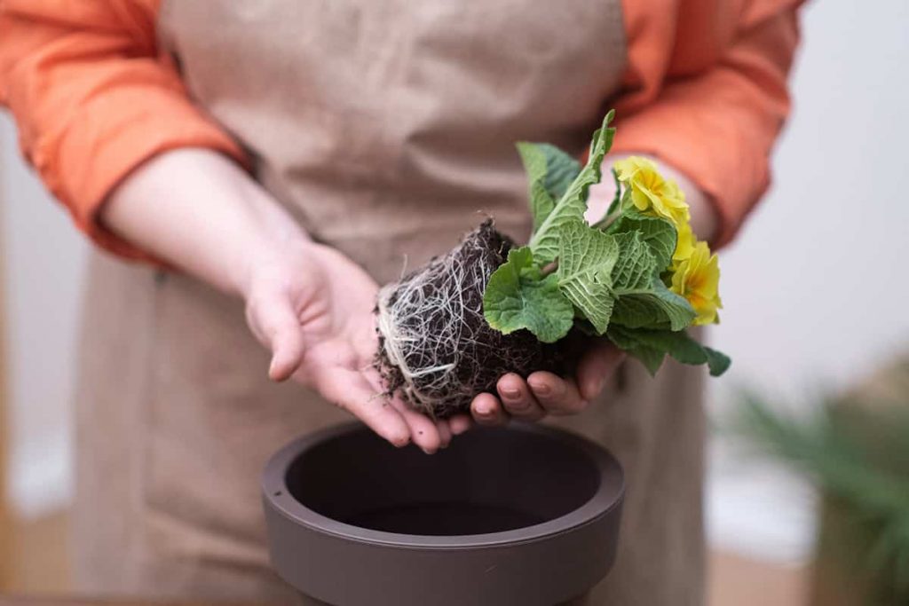 8 Common Repotting Mistakes That Could Be Harming Your Plants ...