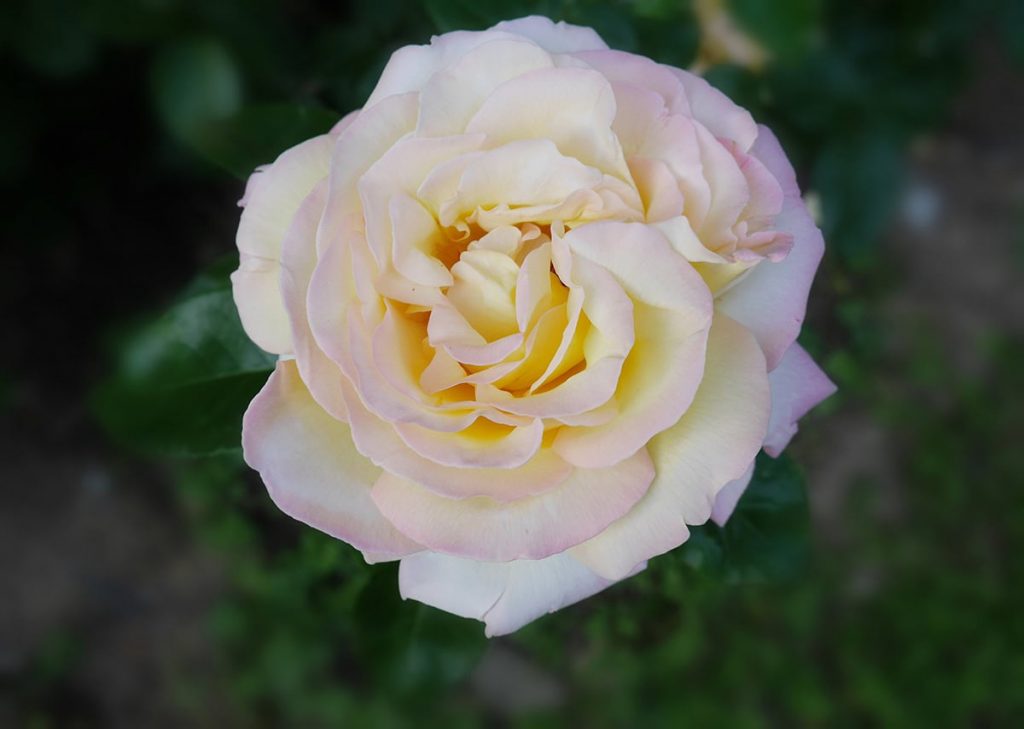 22 Stunning Fragrant Roses to Fall In Love With - Plantglossary