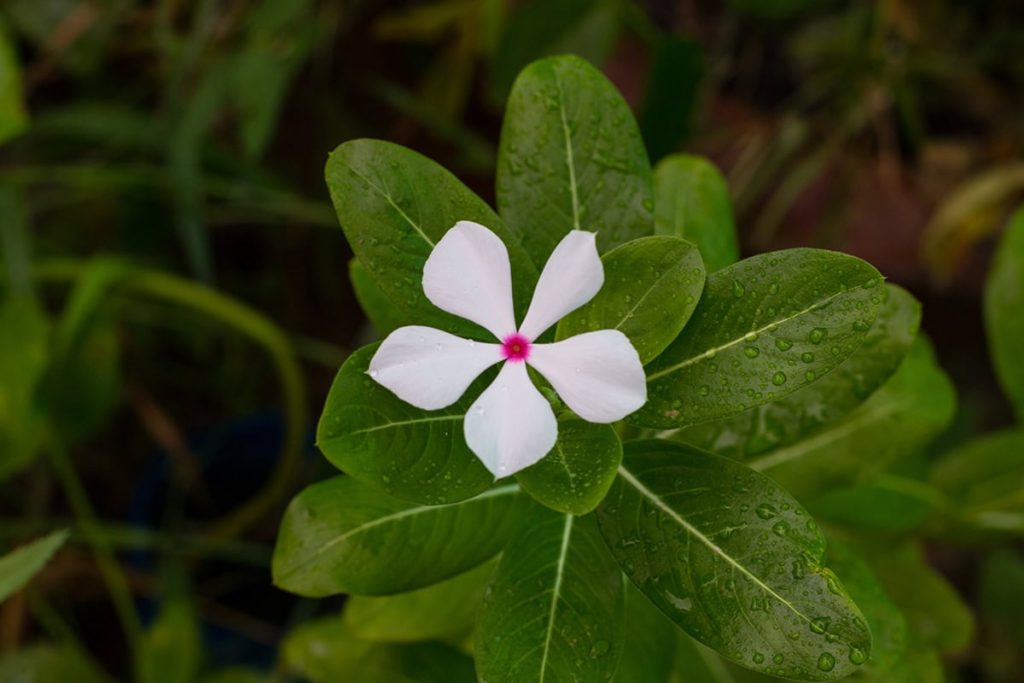 25 Hawaiian Flowers: Exotic Blooms You Need to See to Believe ...