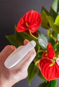Anthurium Plant Care Guide – Tips To Make Anthurium Bushy - Plantglossary