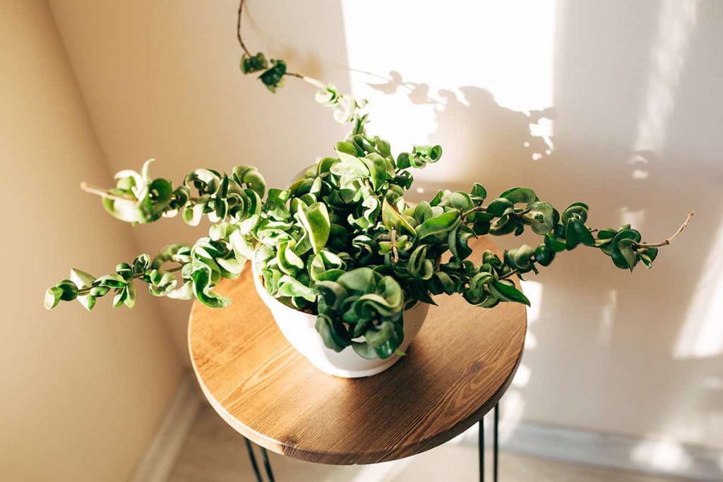 30 Stunning Types of Hoya Plants You’ll Want in Your Collection ...