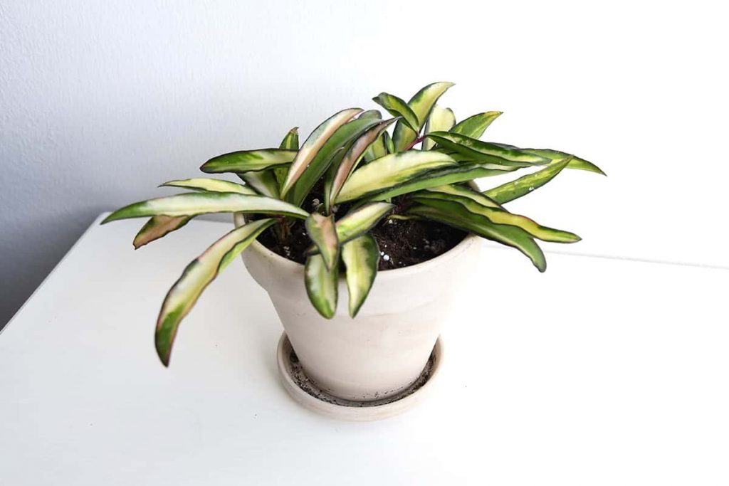 30 Stunning Types of Hoya Plants You’ll Want in Your Collection ...