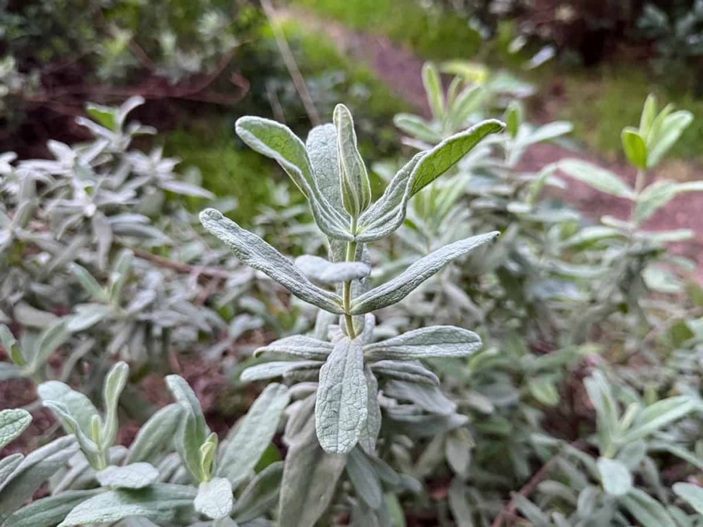 26 Best Plants to Grow in a Quail Coop - Plantglossary