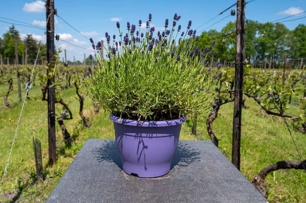 20 Outdoor Plants For Full Sun Pots That Beat The Heat - Plantglossary