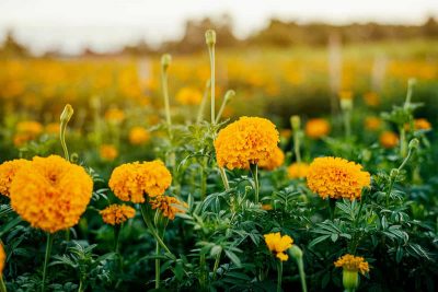 20 Safe Flowers For Chickens - Plantglossary