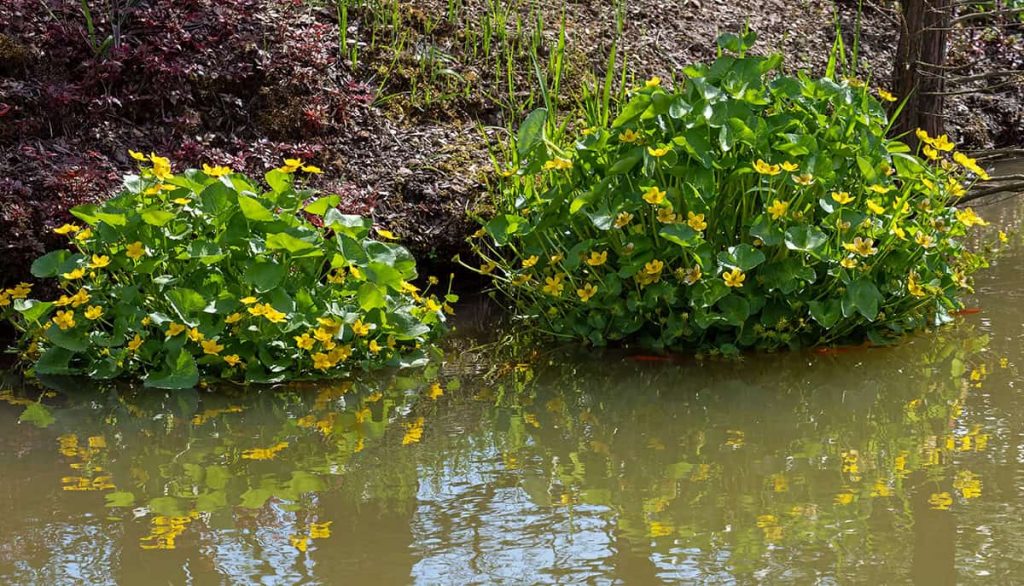 22 Best Plants for Around a Garden Pond - Plantglossary