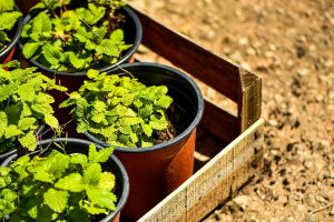 26 Best Plants to Grow in a Quail Coop - Plantglossary