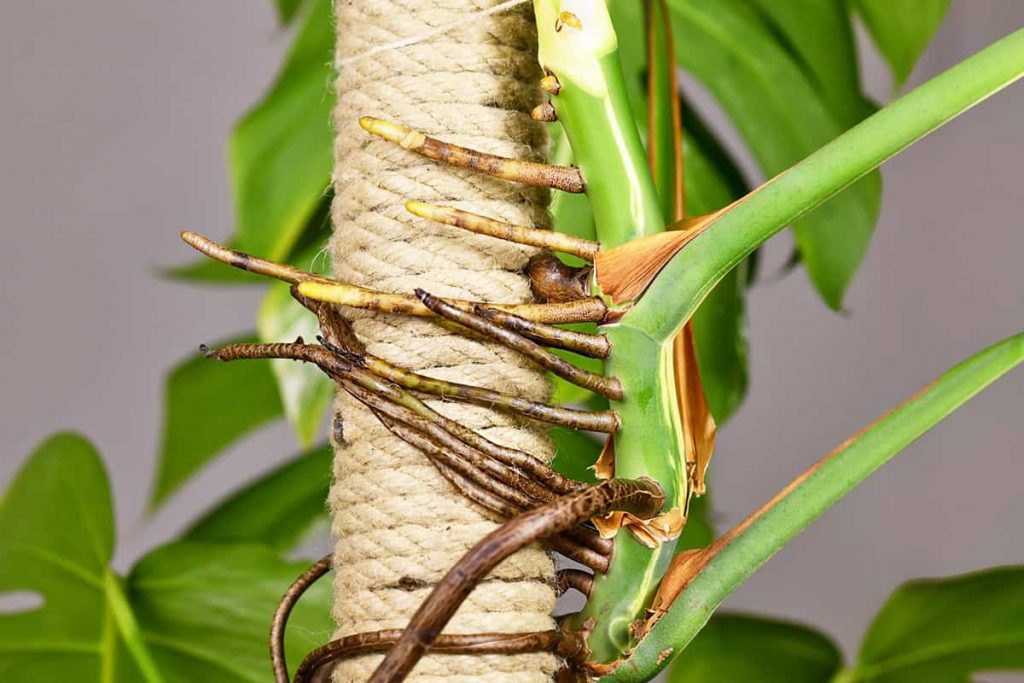 10 Great Tips For Training Monstera to Climb - Plantglossary