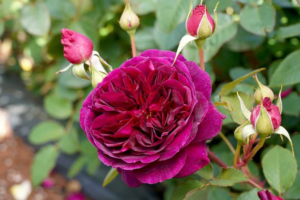 22 Stunning Fragrant Roses to Fall In Love With - Plantglossary