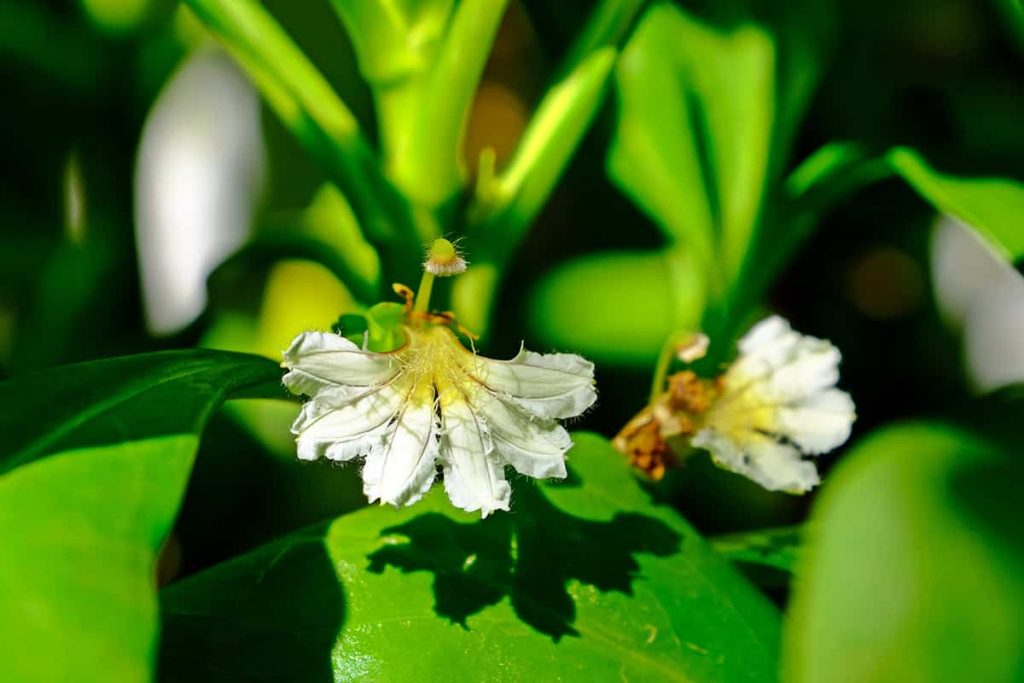 25 Hawaiian Flowers: Exotic Blooms You Need to See to Believe ...