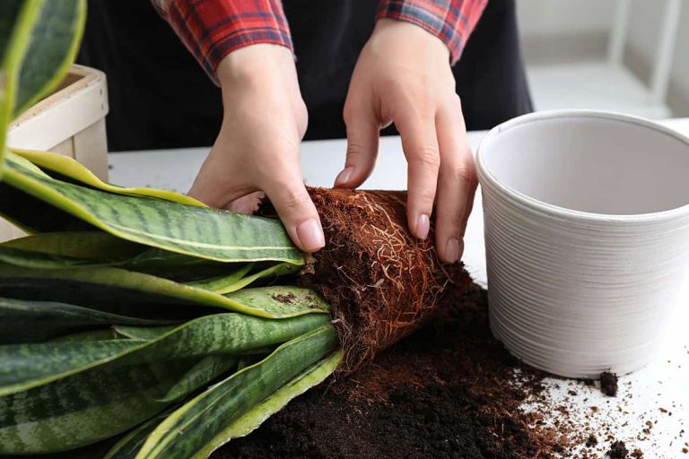 8 Common Repotting Mistakes That Could Be Harming Your Plants ...