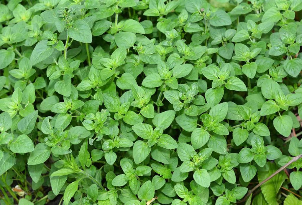 26 Best Plants to Grow in a Quail Coop - Plantglossary
