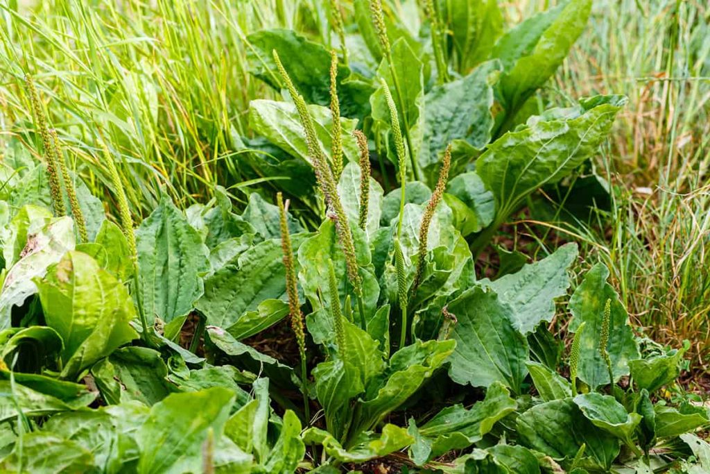 26 Best Plants to Grow in a Quail Coop - Plantglossary