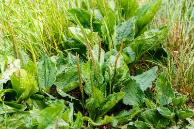 26 Best Plants to Grow in a Quail Coop - Plantglossary