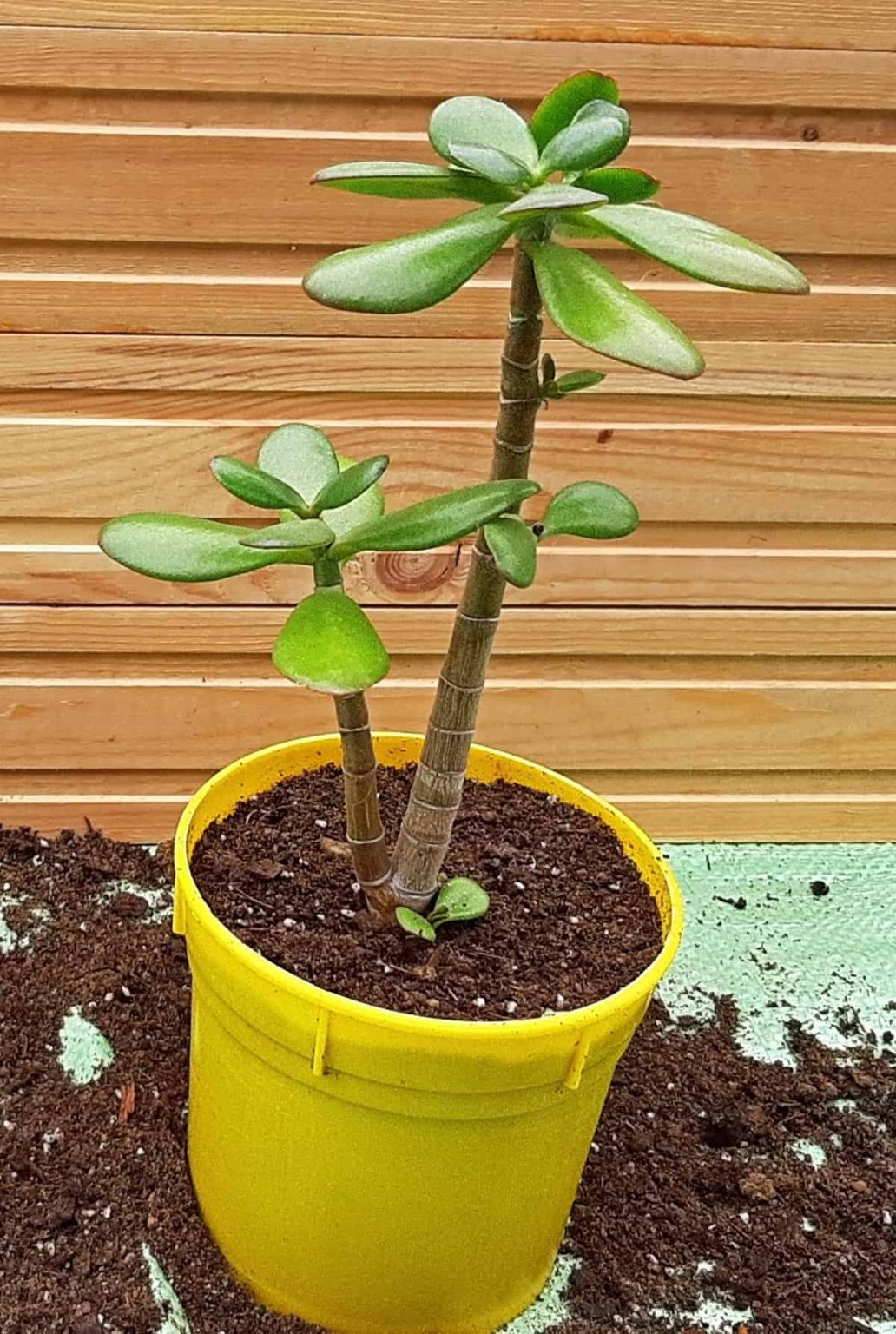 Jade Plant Care: Everything You Need to Know - Plantglossary
